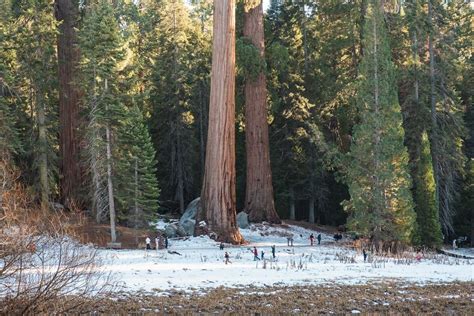 Sequoia National Park 1 Day Itinerary How To Visit In Winter