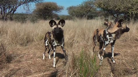 A Warm Welcome To The New African Painted Dog Pack Youtube