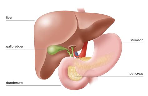 Pancreas Gland Function