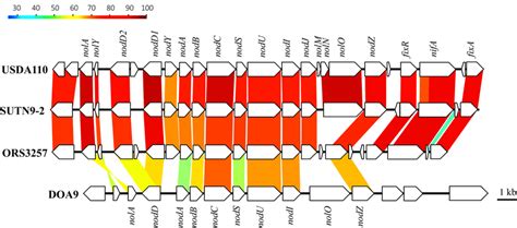Comparison Of The Gene Organization Of Nodulation Nod Cluster In