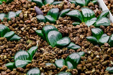 5 종자번식種子繁殖 방법 Haworthis Story