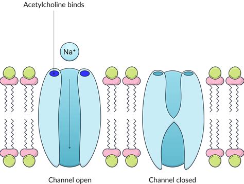 Synapses Cholinergic Aqa A Level Biology