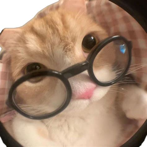 Pretty Orange And White Cat With Glasses And Magnifying Glass Cat