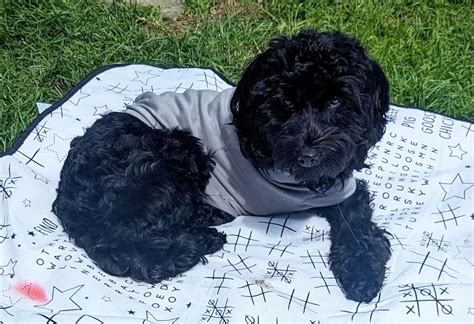 Xl Bully Ripped Leg Off My Cockapoo As Blood Gushed All I Could Do