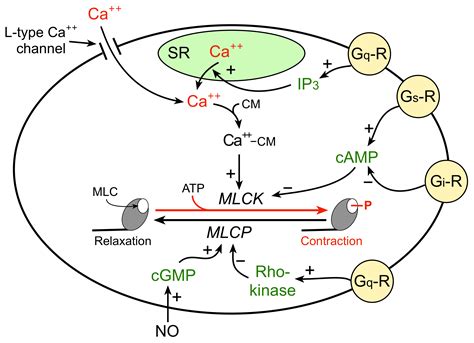 Understanding Vascular Smooth Muscle Contraction