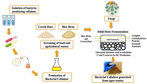 Solid State Fermentation Of Cereal Waste Improves The Bioavailability