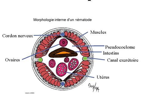 Ds Pseudocoelome 