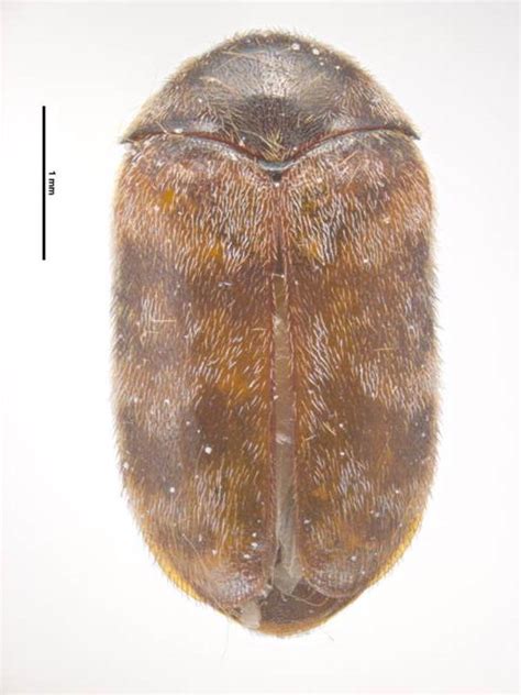 Trogoderma Variabile Bioquipbugs