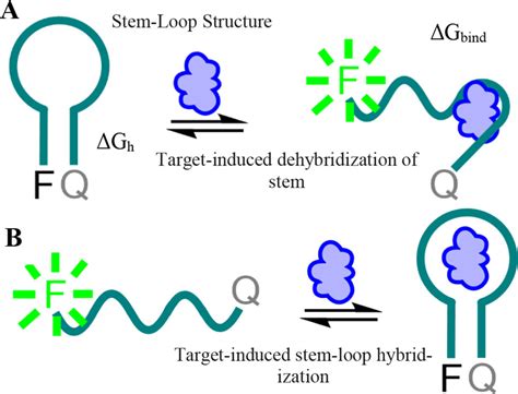 Strategies For Creating Structure Switching Aptamers Acs Sensors