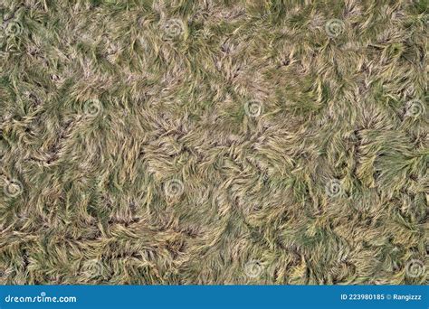 Grass Fur Texture Aerial View Of Empty Grass Field Stock Image