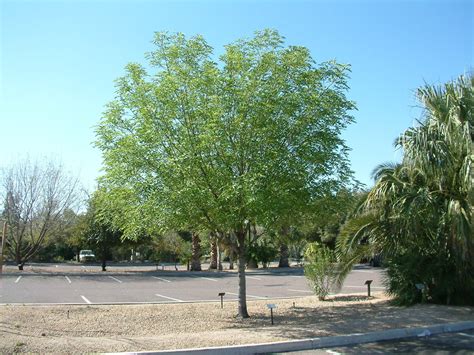 Fraxinus Uhdei Majestic Beauty