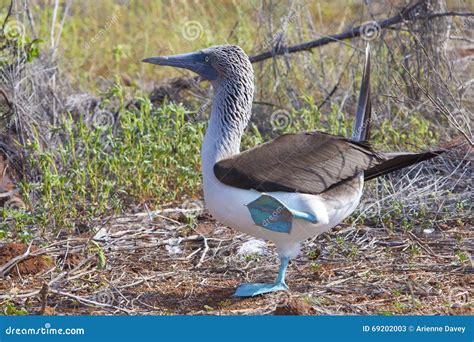 Blue Footed Booby Performing Mating Dance Stock Image Image Of Ritual