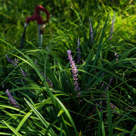 Monkey Grass Liriope Charleston Parks Conservancy