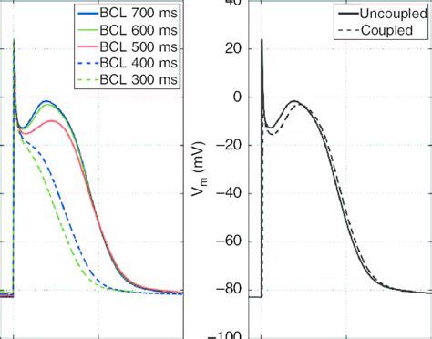 Left Atrial Action Potential Waveforms For Different Basic Cycle