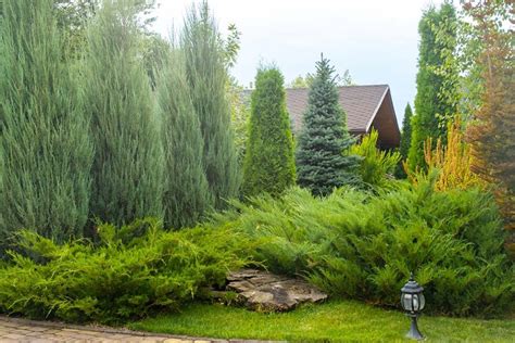 Evergreen Trees And Other Plants For Privacy