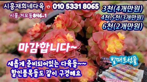 마감 시흥재희네다육 새롭게 준비된다육들~할인품목대박고급발매트선물오늘득템다육강추succulents Plant 多肉植物 Youtube