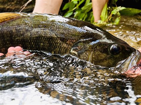 Jay Gee Outdoors Guide Book