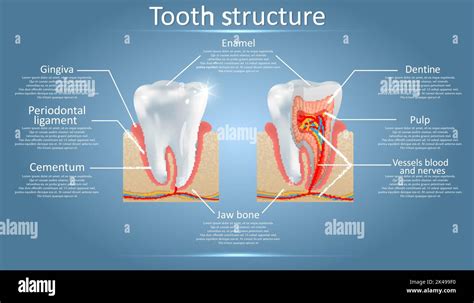 Human Tooth Structure Vector Diagram Cross Section Scheme Representing