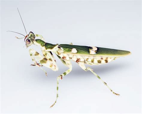 Kostenlose foto : Insekt, Fauna, wirbellos, Gottesanbeterin, Mantodea ...