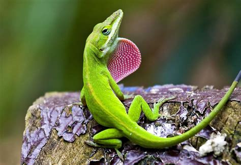 S A S Common Critters Nothing Common About The Green Anole San