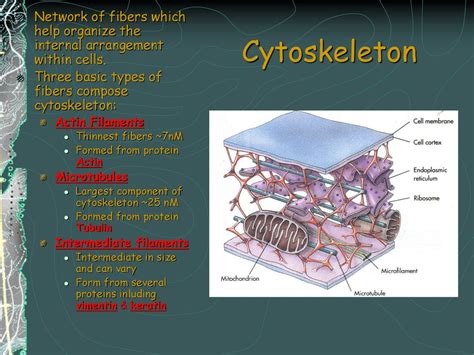 The Cell All Living Things Are Composed Of Cells Ppt Download