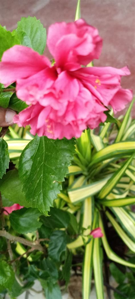 Chinese Rose Plantroops