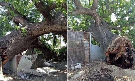 عمرها 500 سنة سقوط شجرة بلوط عملاقة بريف طرطوس وكالة أوقات الشام