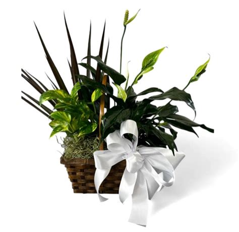Serenity Plant Basket In Lindstrom Mn The Flower Shop Lindstrom
