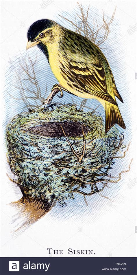 Common Siskin Carduelis Spinus At The Nest Vintage Illustration