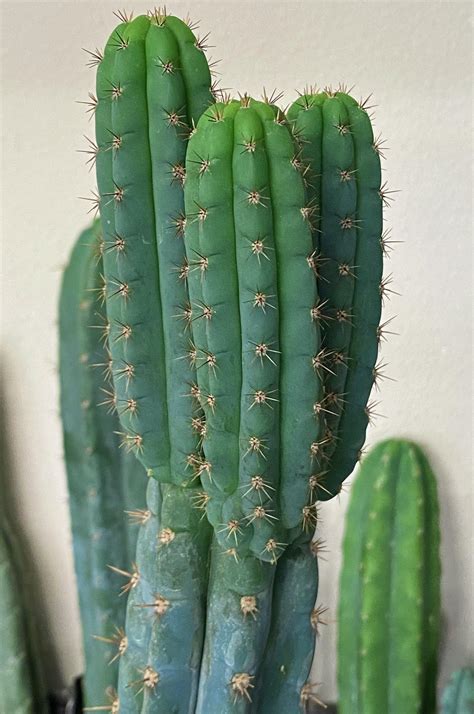 Sweet Free Onenote Addin For Note Taking Called One More R Medicalschool