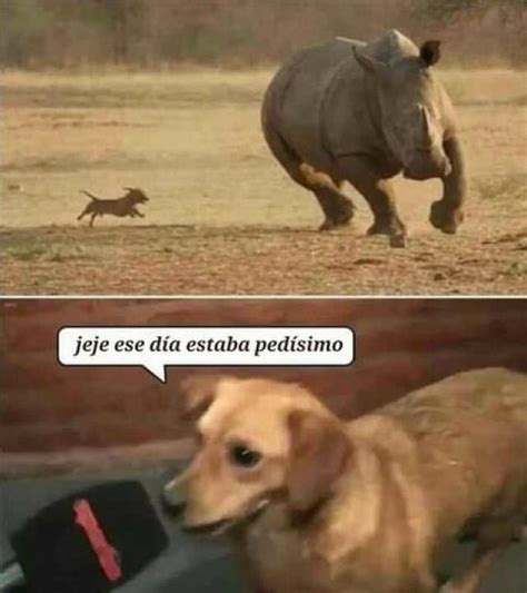 Perro Persiguiendo A Un Rino Meme By Playstudios Memedroid