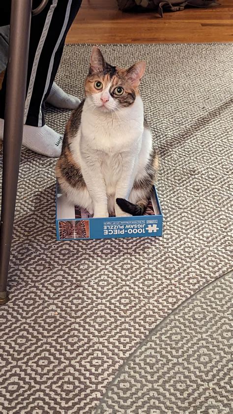 My Puzzle Came Fully Assembled Rcats