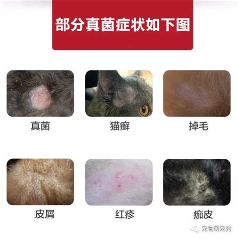 狗狗皮肤病治疗方法！宠物真菌螨虫细菌皮炎脓皮湿疹毛囊炎的区别及预防教程！ 知乎