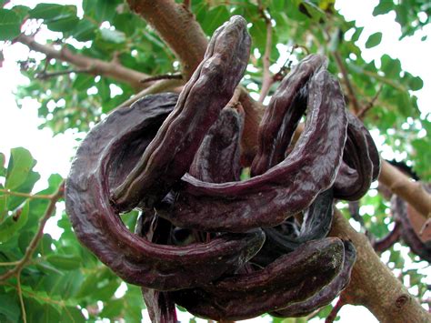 Carob Tree Guildford Garden Centre