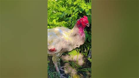 Heera Murga Lover Fight Youtube