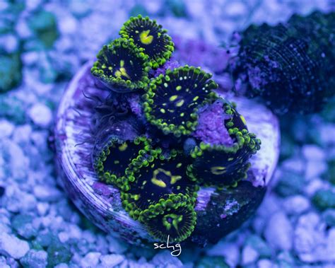 Nano Build Schg S Fiji Cube Gallon Peninsula Reef Reef