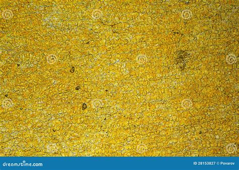 Tomato Under Microscope