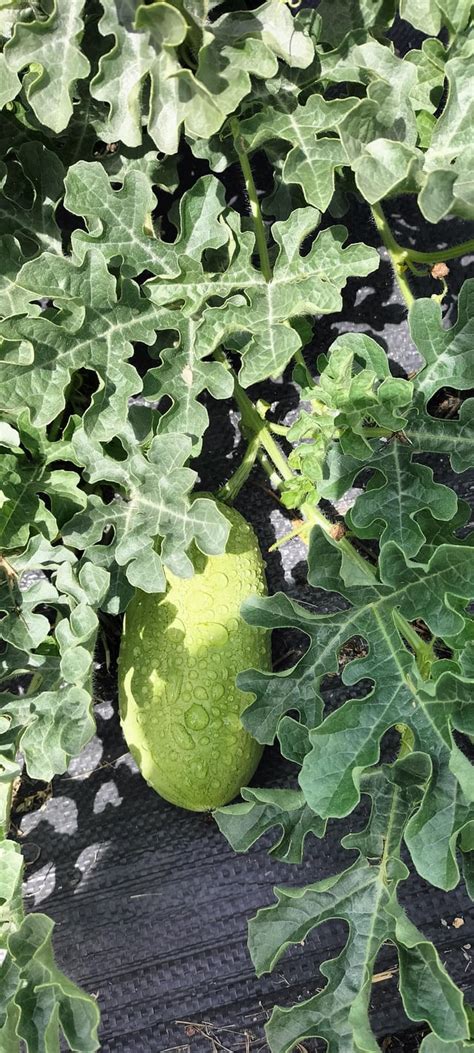 Hydroponic Raspberry Rhydroponics