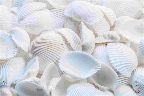 Define White, White Meaning, White Examples, White Synonyms, White ...