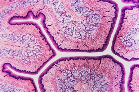Importance Of Cell Heterogeneity For Genomics Research