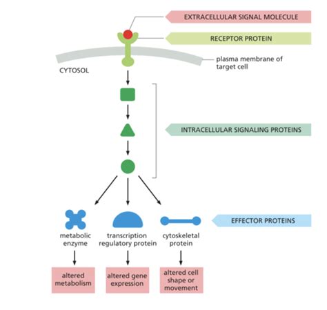 Cell Signalling Principles 1 Flashcards Quizlet