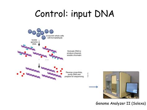 Ppt Transcriptional And Post Transcriptional Regulation Of Gene