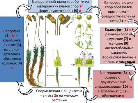 Жизненные циклы высших растений презентация онлайн