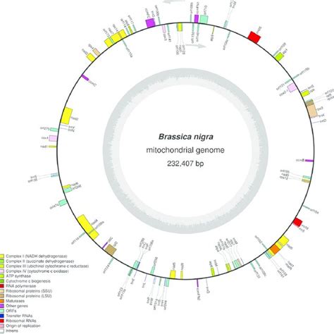 Divergence Time Calculation Based On Mitochondrial Genomes In Brassica