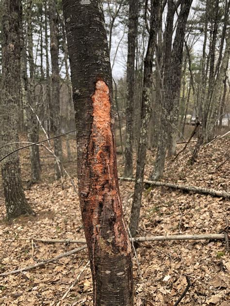 mold fungus or sentient spaghetti barf northeast us r