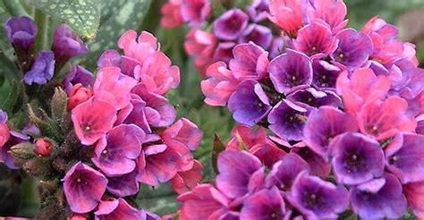 15 Overlooked Perennials Youve Been Missing In Your Garden Complete