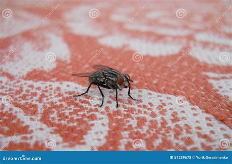 Fly Stock Image Image Of Church Beautiful Nice Large