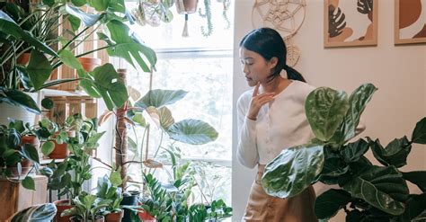 실내 거주 공간 고르는 관엽식물 컬렉션 꽃무늬 나뭇잎 녹색 장식 녹지 단풍을 좋아하는 사람 도시 정글 맑은 공기 무성한 바이오필리아 보고있는