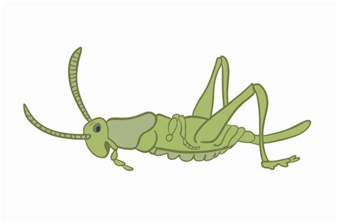 Premium Vector Vector Isolated Illustration Of Female Jumping Grasshopper