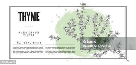백리향 식물 또는 요리 허브와 향신료 배너 손으로 그린 벡터 일러스트레이션 건강관리와 의술에 대한 스톡 벡터 아트 및 기타 이미지 건강관리와 의술 건강한 식생활 고풍